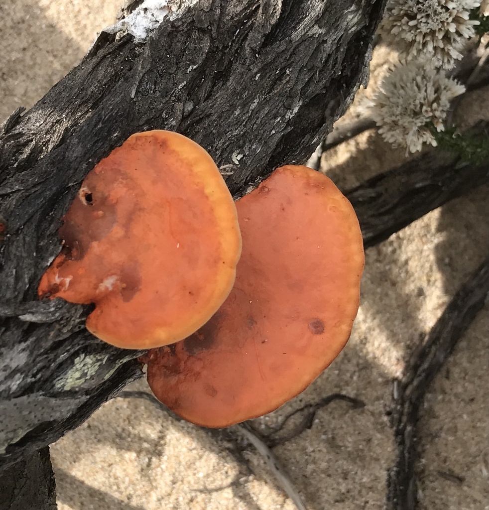 Cinnabar Bracket from Strandloper Trail, Komga, EC, ZA on July 22, 2023 ...