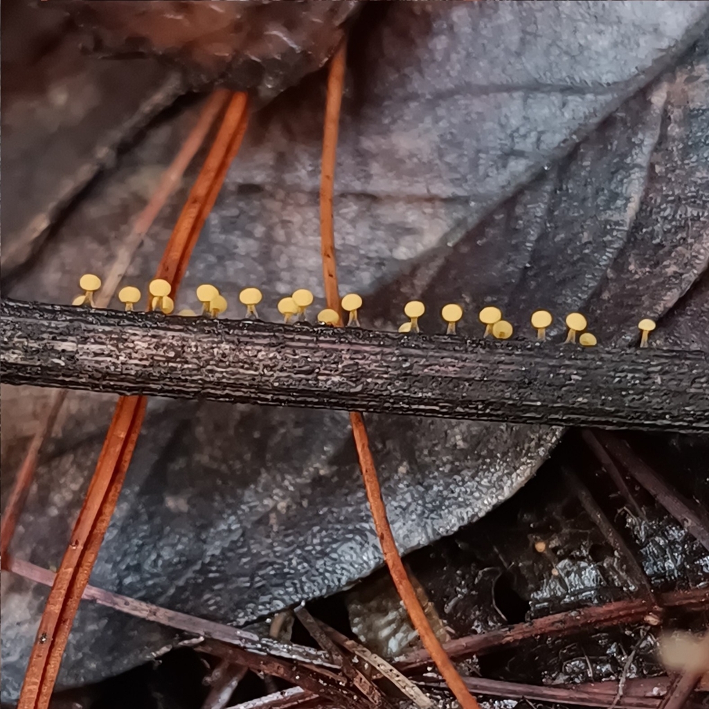 Physaraceae from San Gabriel, MX-JA, MX on October 22, 2023 at 11:34 AM ...