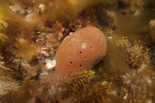 Genus Asteropus · iNaturalist