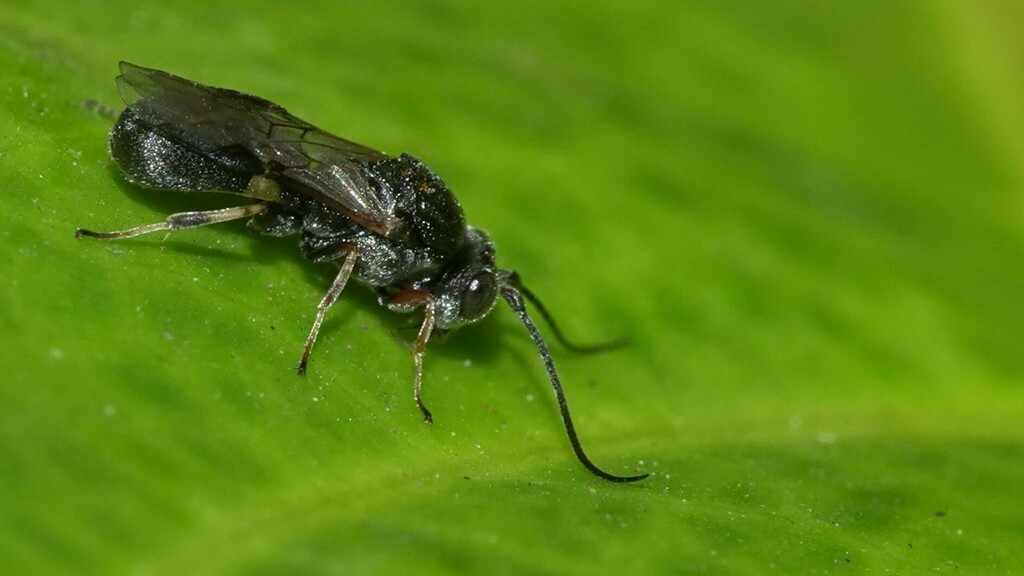 Chelonus formosanus from Dream Park on October 22, 2023 at 07:50 AM by ...