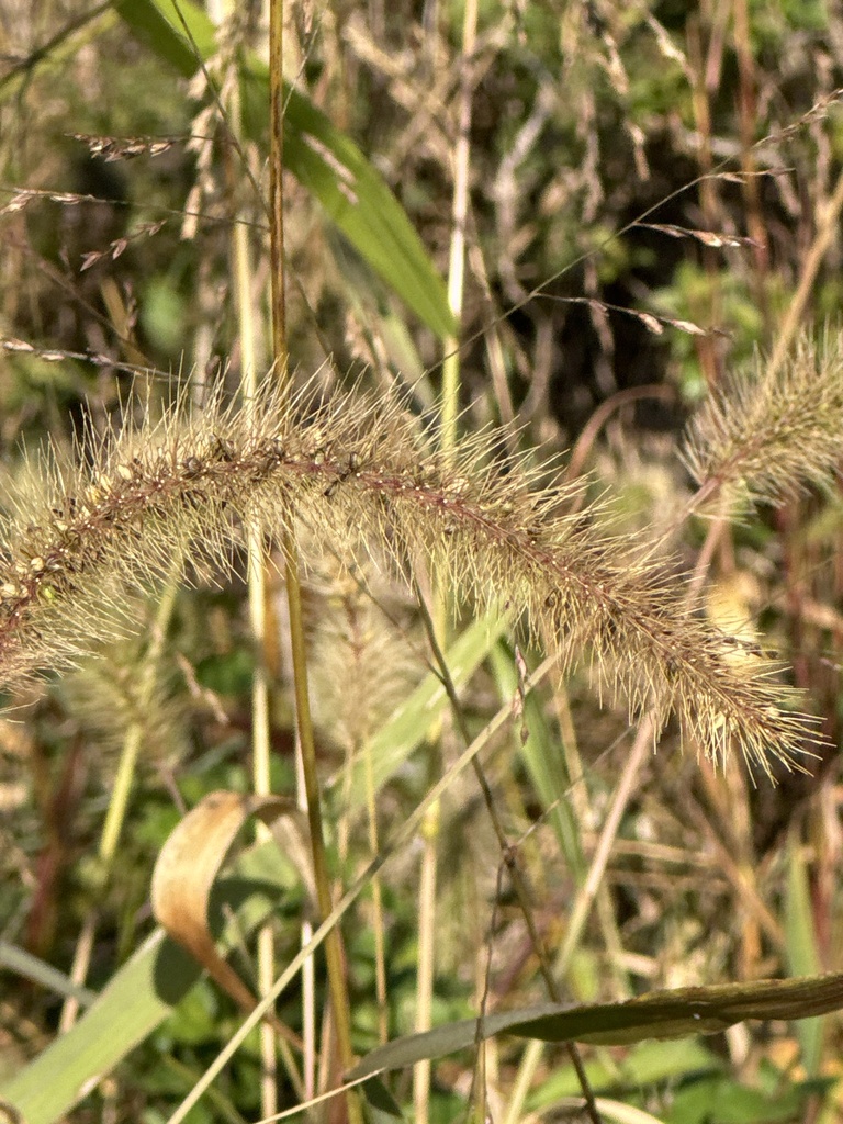 giant foxtail from San Luis Dr, Fenton, MO, US on October 23, 2023 at ...