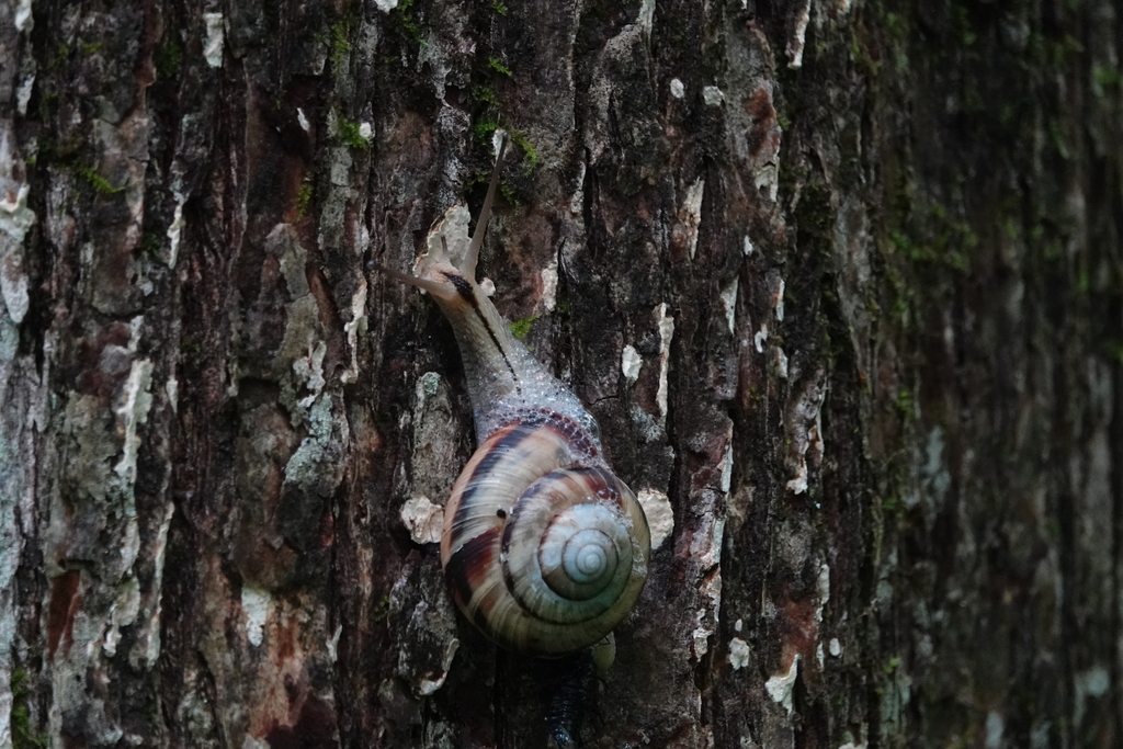 Common Land Snails and Slugs from 3510-35 Togakushi, Nagano, 381-4101 ...