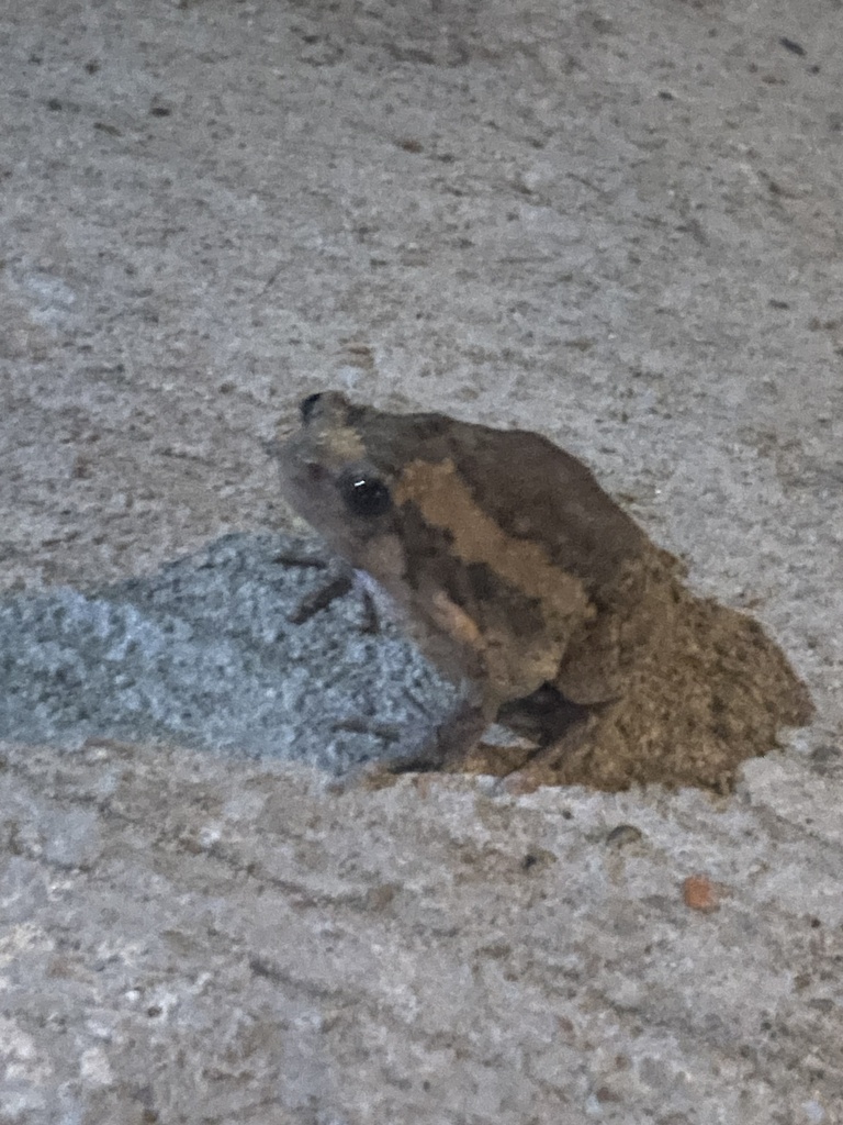 Asian Painted Frog from Palawan, San Vicente, Palawan, PH on October 23 ...