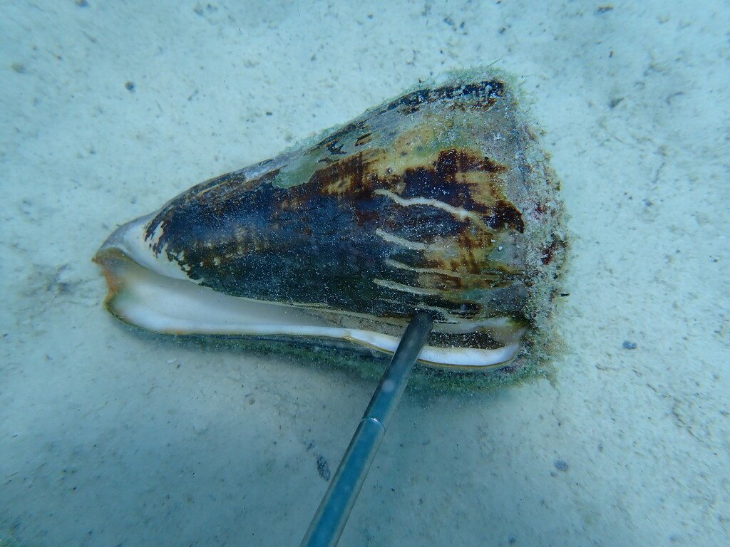 Leopard Cone from Fanjove Island, Tanzania on October 21, 2023 at 09:26 ...