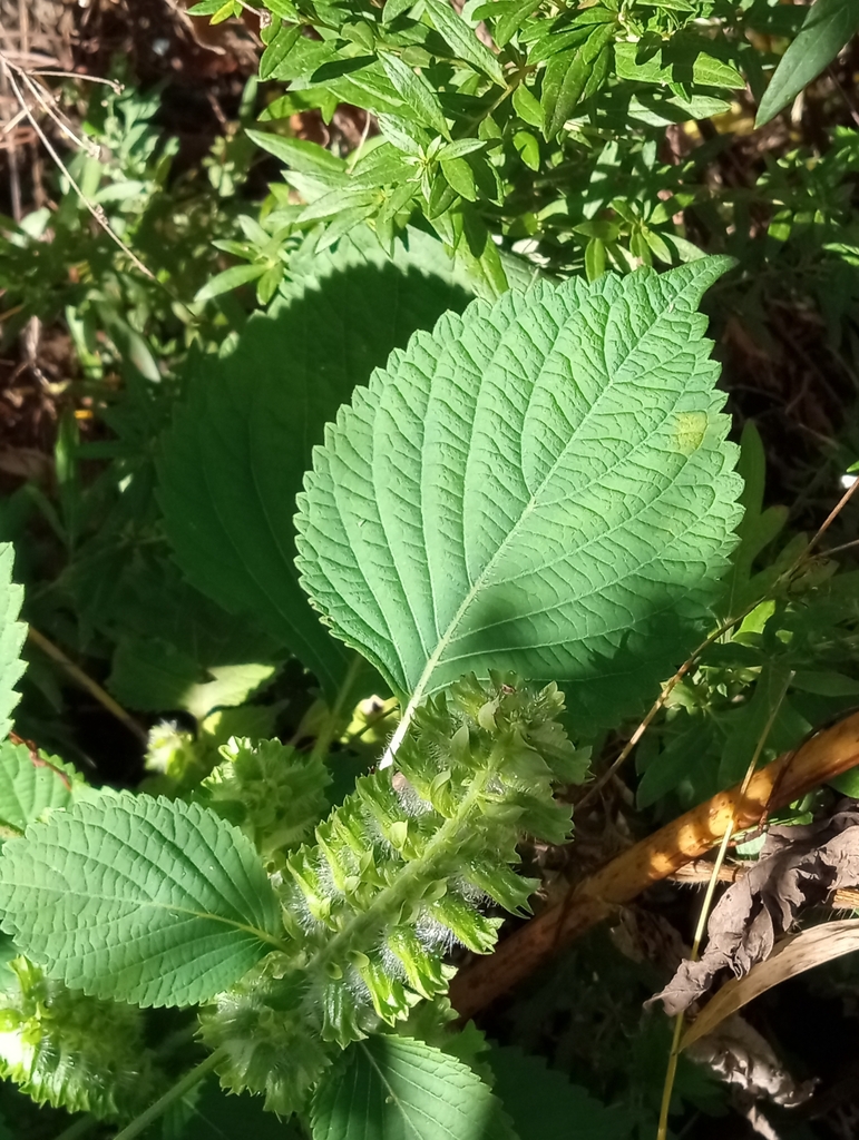 beefsteak plant from Blevinstown, VA 22030, USA on October 23, 2023 at ...