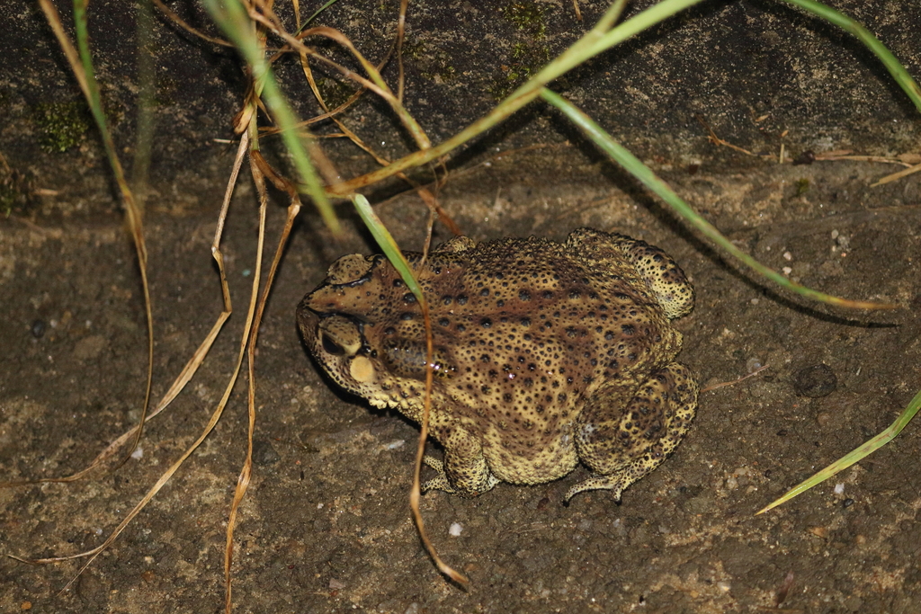 Asian Common Toad from Pynursla, Meghalaya 793110, India on October 23 ...