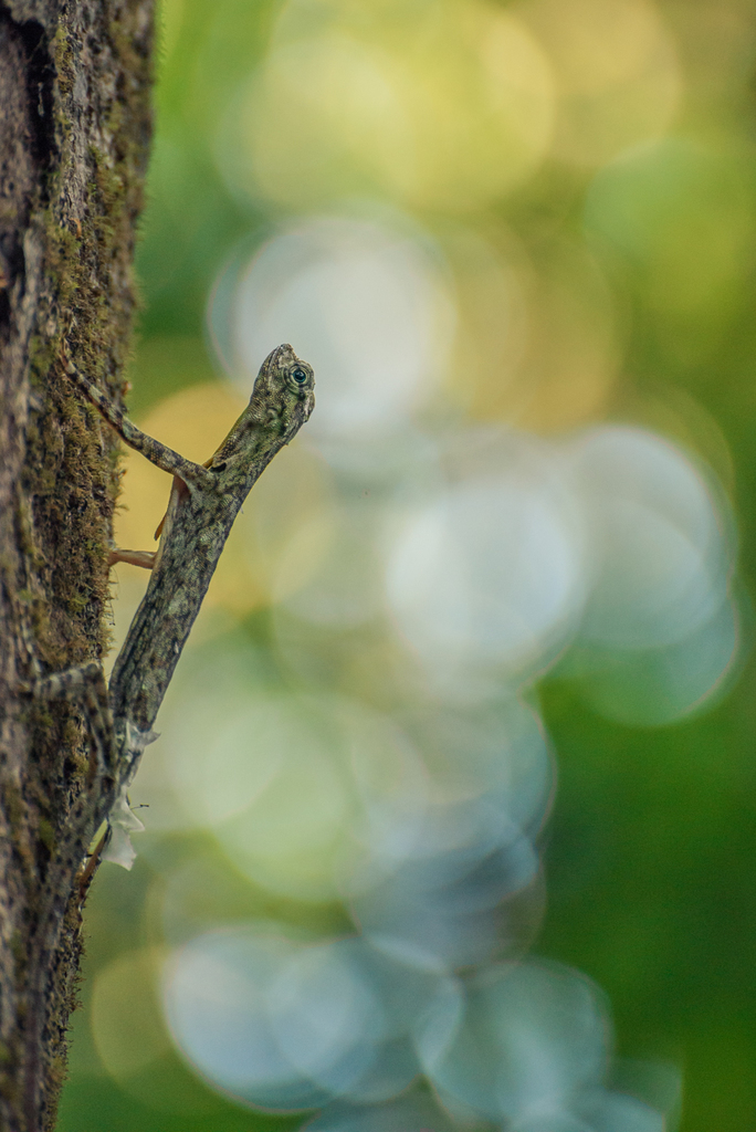 Indochinese Flying Dragon (Dracos of Asia) · iNaturalist