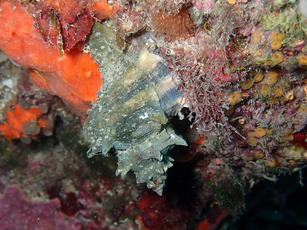 Banded Dye-murex from Cap Caveau, Marseille, France on October 21, 2023 ...