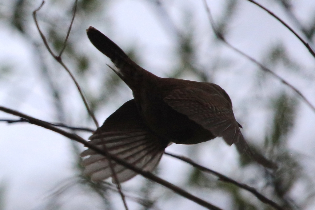 House Wren (Birds of Great Basin National Park) · iNaturalist