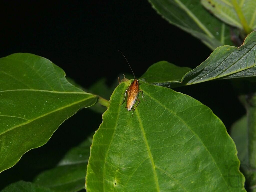 Blattella from Lin Fa Tei, Hong Kong on October 23, 2023 at 10:40 PM by ...