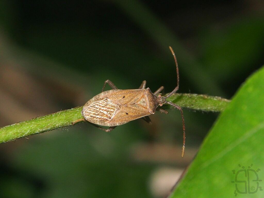 Homoeocerus unipunctatus from Lin Fa Tei, Hong Kong on October 23, 2023 ...