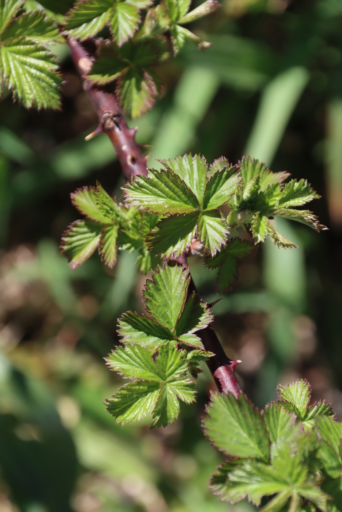 Vigorous Bramble from Disa River above Hely Hutchinson Reservoir ...