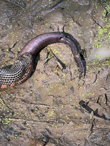 Western Mudsnake (Farancia abacura reinwardtii) - Snakes and Lizards