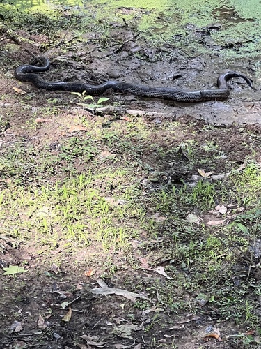 Western Mudsnake (Farancia abacura reinwardtii) - Snakes and Lizards