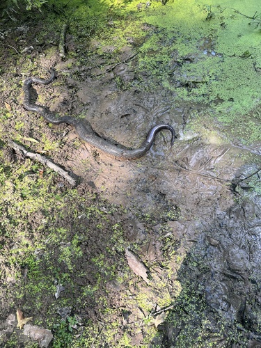 Western Mudsnake (Farancia abacura reinwardtii) - Snakes and Lizards