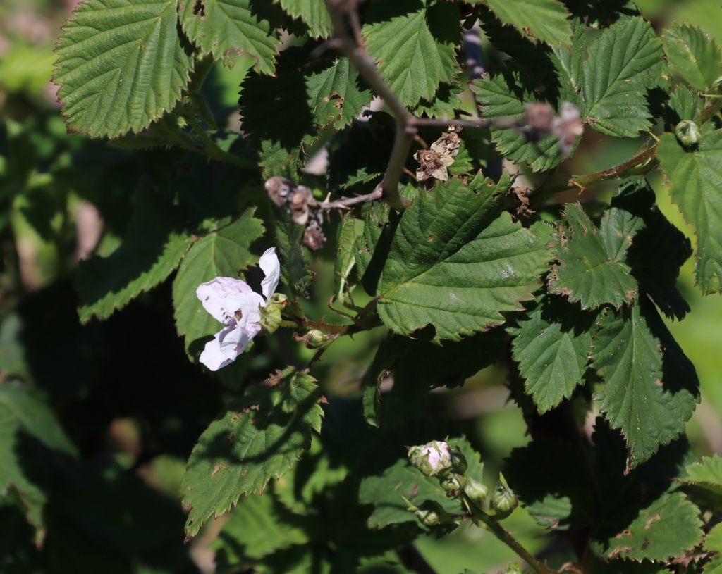 Vigorous Bramble from Road from Waterworks Museum to Dam Overseers ...