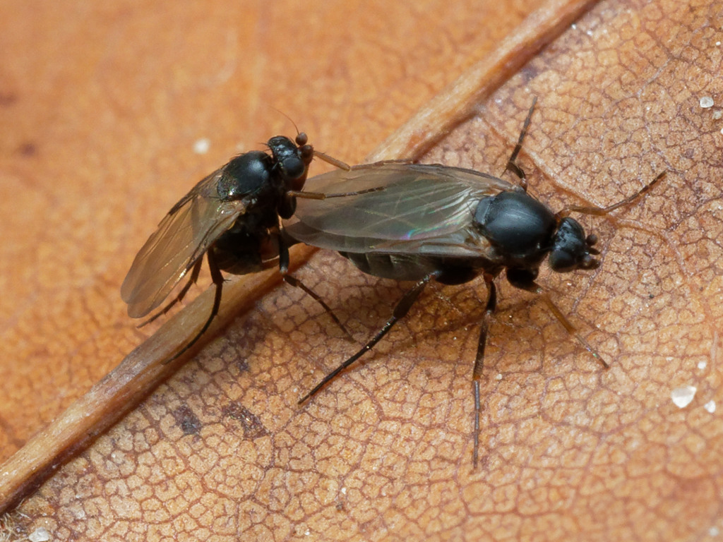 Diplonevra from Ujazdów, Warsaw, Warsaw, Poland on October 21, 2023 at ...