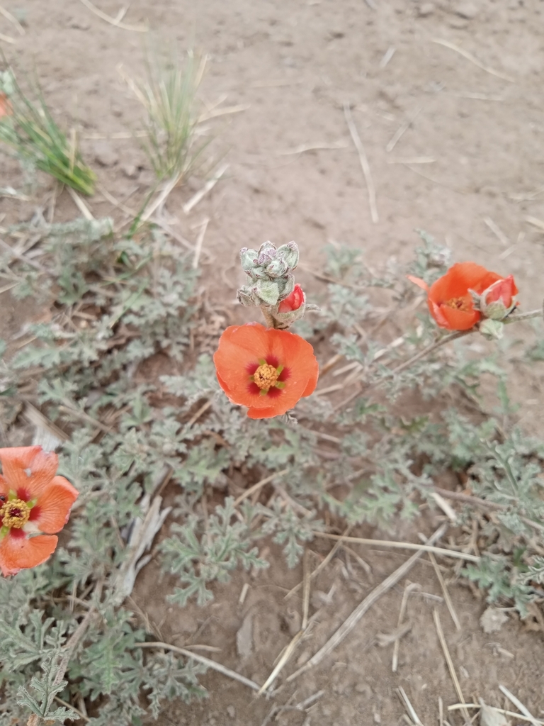 Sphaeralcea miniata in October 2023 by Agustín Gabriel Álvarez ...