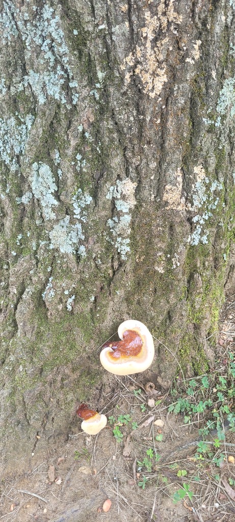 bracket fungi from Greater Upper Marlboro, Bowie, MD, USA on August 5 ...