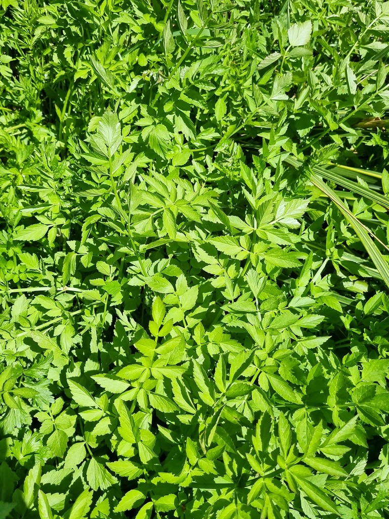 Apioideae from Hillsborough, Christchurch, New Zealand on October 23 ...