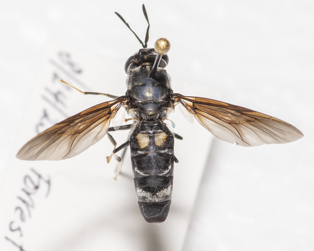 Black Soldier Fly in August 2023 by Lillie · iNaturalist