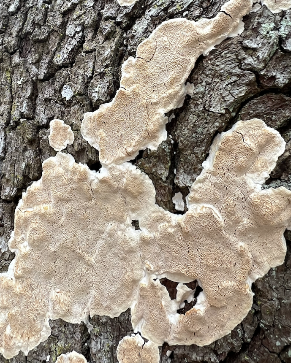 split porecrust from Bluffton, SC, USA on October 15, 2023 at 02:06 PM ...