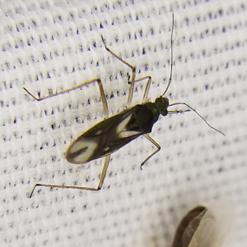 Mulsant's Water Treader from Mission, TX, USA on October 11, 2023 at 09 ...