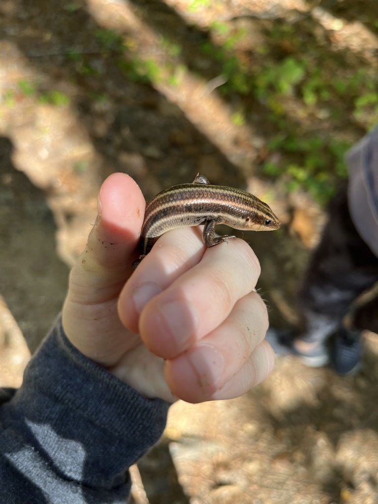 Common Five-lined Skink from Lake Crabtree County Park, Morrisville, NC ...
