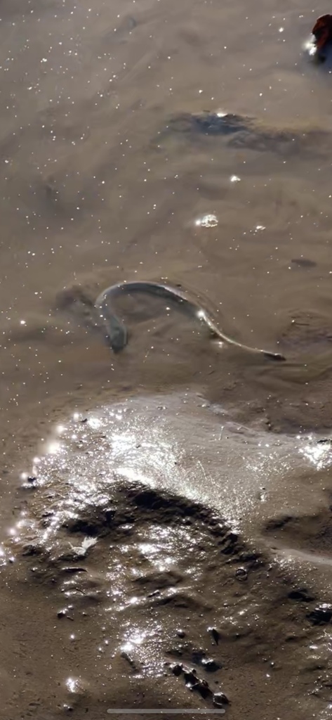 Sea Lamprey from Washington, DC, US on October 23, 2023 at 02:06 PM by ...