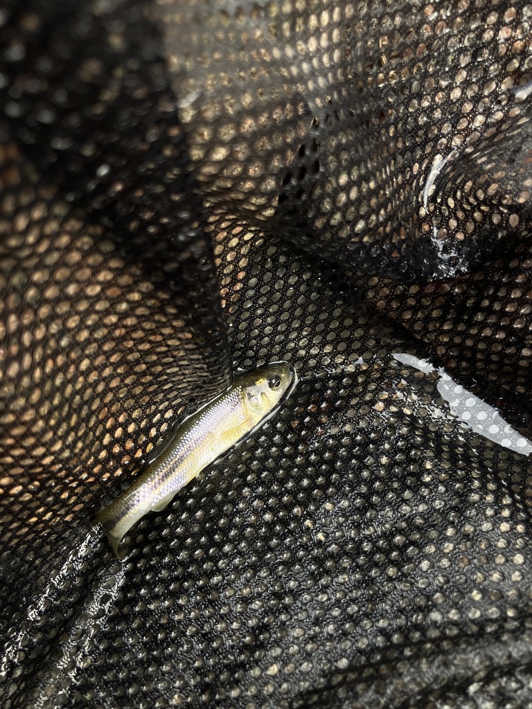 Fathead Minnow from Powderhorn Lake, Minneapolis, MN, US on October 23 ...