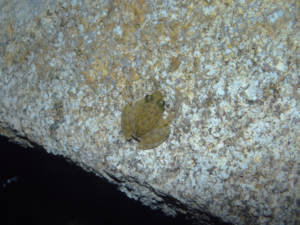Amolops torrentis in May 2014 by Conlin McCat · iNaturalist