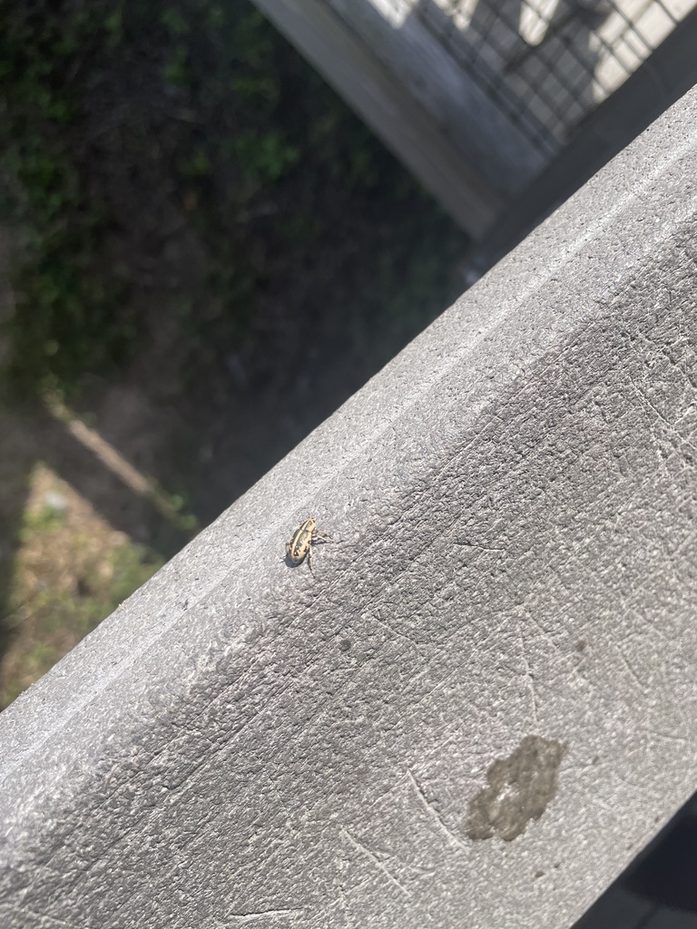 Speckled Clown Weevil from Paynes Prairie Preserve State Park, Micanopy ...