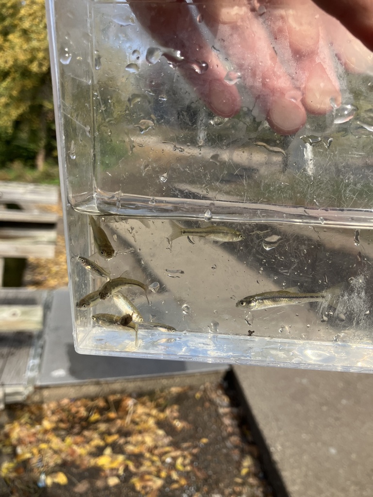 Fathead Minnow from Powderhorn Lake, Minneapolis, MN, US on October 23 ...