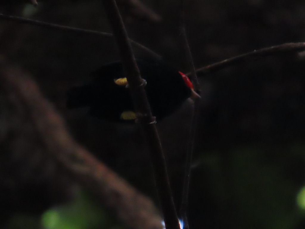 Red-capped Manakin from Panamá on October 20, 2023 at 07:46 AM by ...