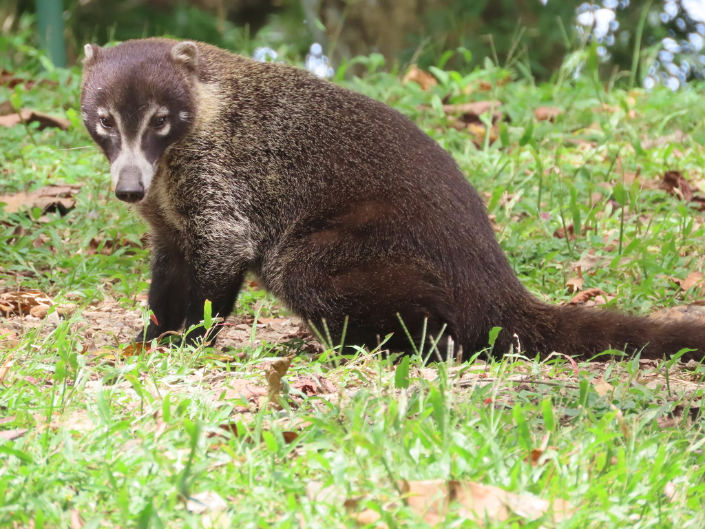 White-nosed Coati from Panamá on October 20, 2023 at 11:52 AM by ...