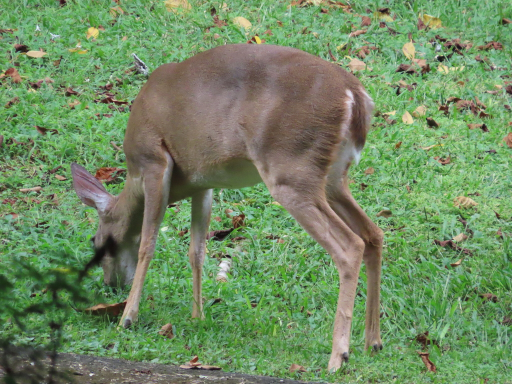 White-tailed Deer from Panamá on October 20, 2023 at 12:21 PM by ...