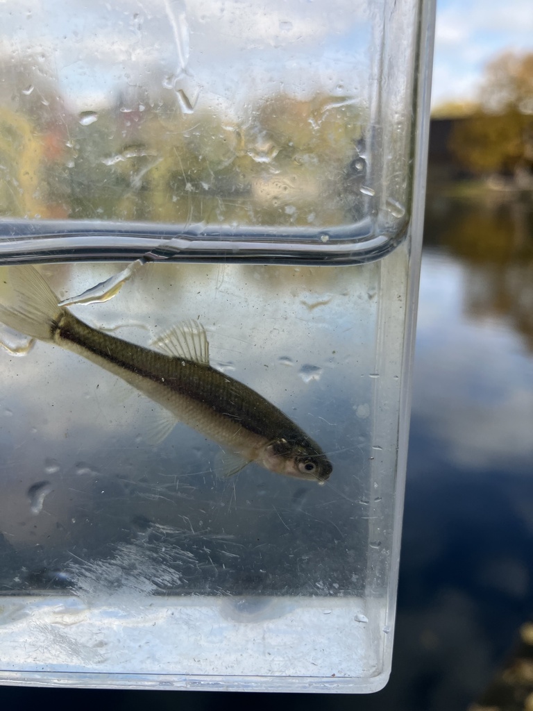 Fathead Minnow from Powderhorn Park, Minneapolis, MN, US on October 23 ...