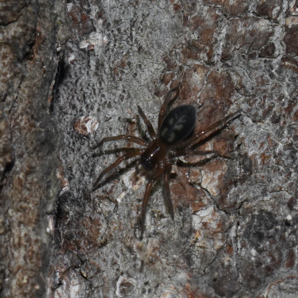 Callobius from Locarno Beach, Vancouver, BC, Canada on October 20, 2023 ...
