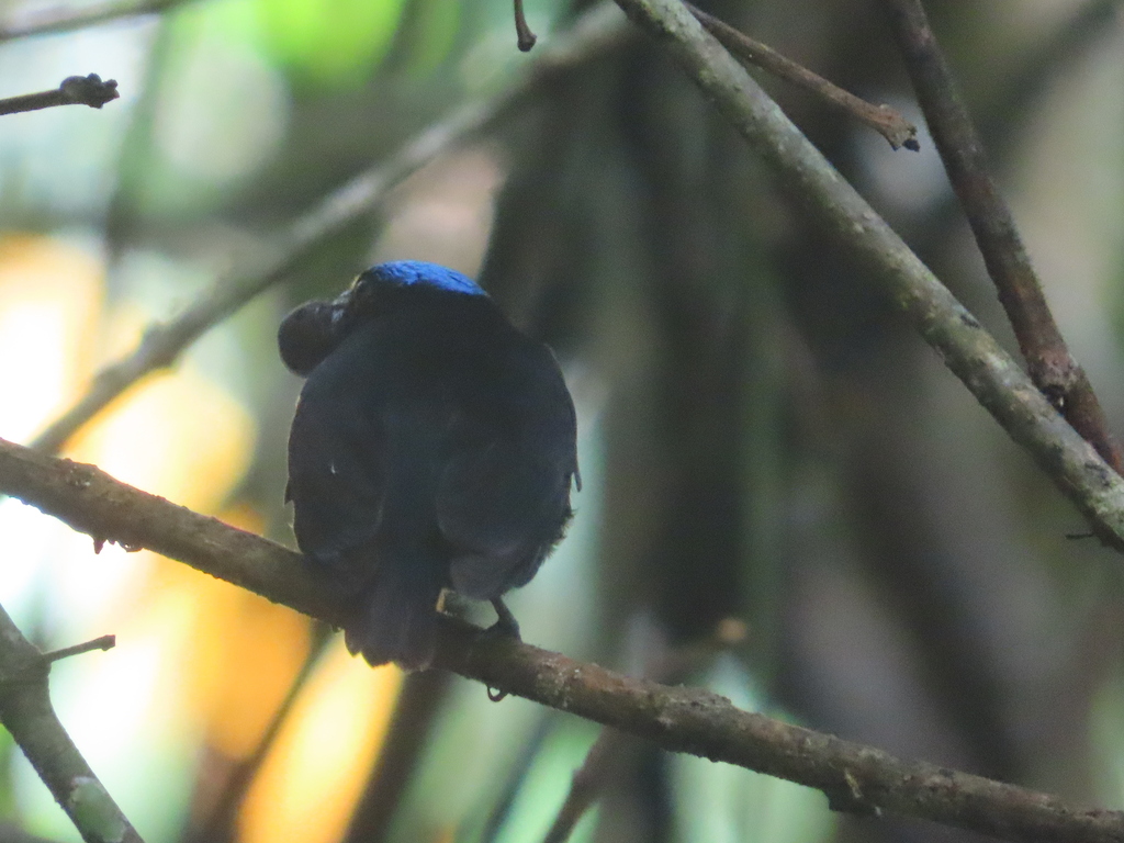 Velvety Manakin from 497P+RCX, Panamá on October 22, 2023 at 10:12 AM ...