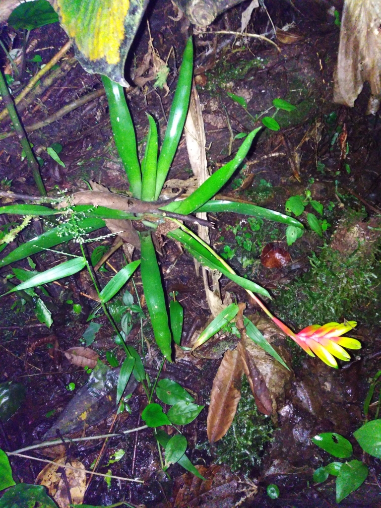 Vriesea carinata from Ibirama, BR-SC, BR on March 17, 2019 at 12:00 PM ...