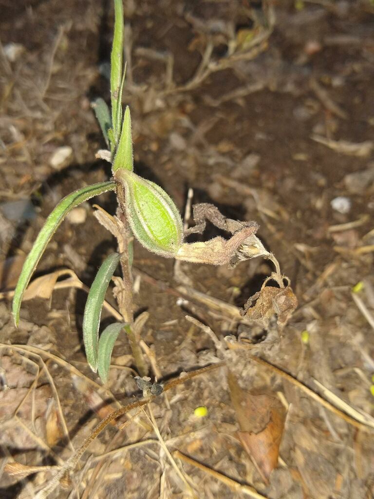 Swanflower in September 2023 by Arnan Pawawongsak · iNaturalist