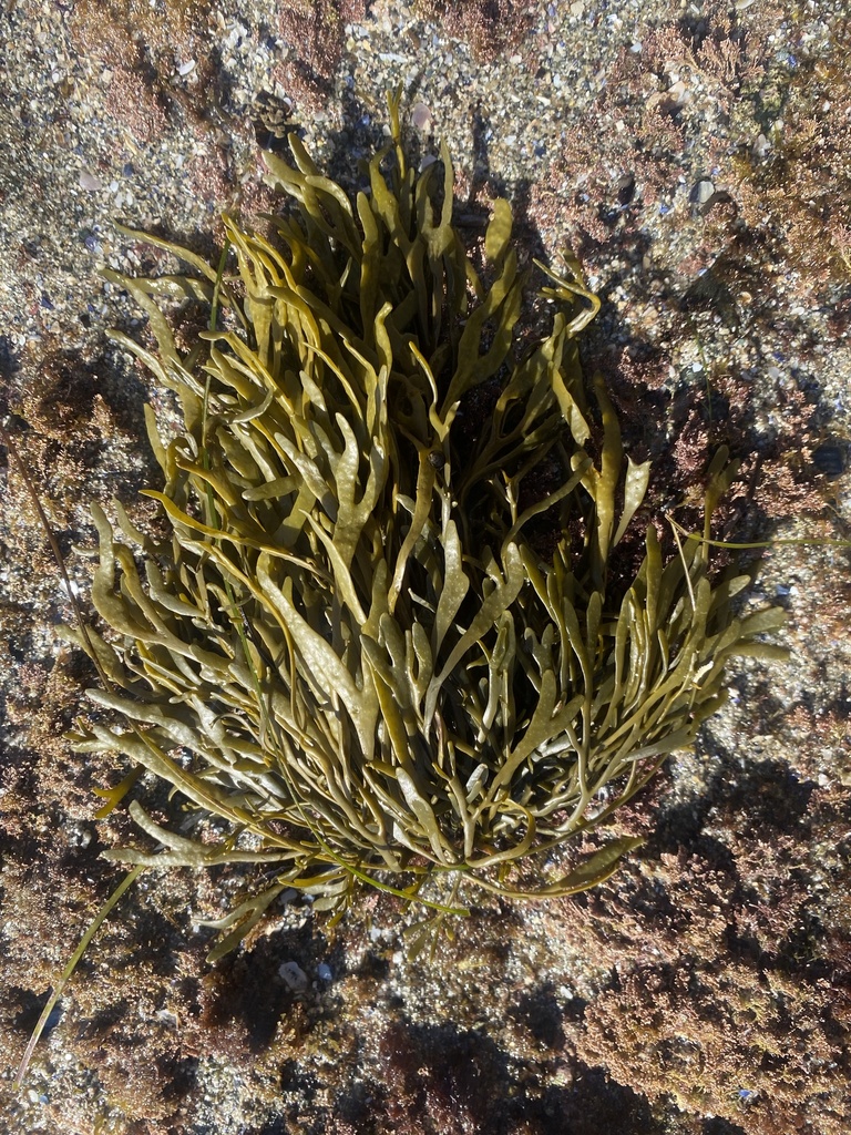 golden rockweed from Dana Strand Rd, Dana Point, CA, US on October 15 ...