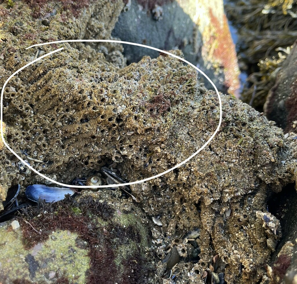 California Sandcastle Worm from Dana Point Harbor, Dana Point, CA 92629 ...
