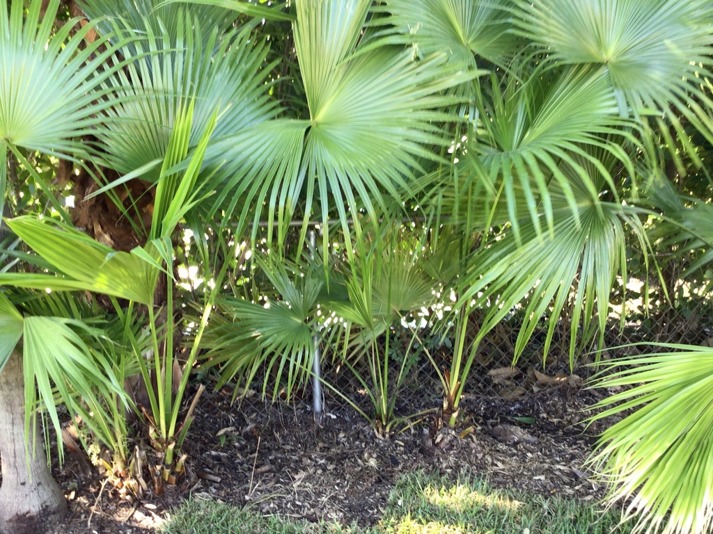 Chinese fan palm from Straits of Florida on October 23, 2023 at 02:16 ...