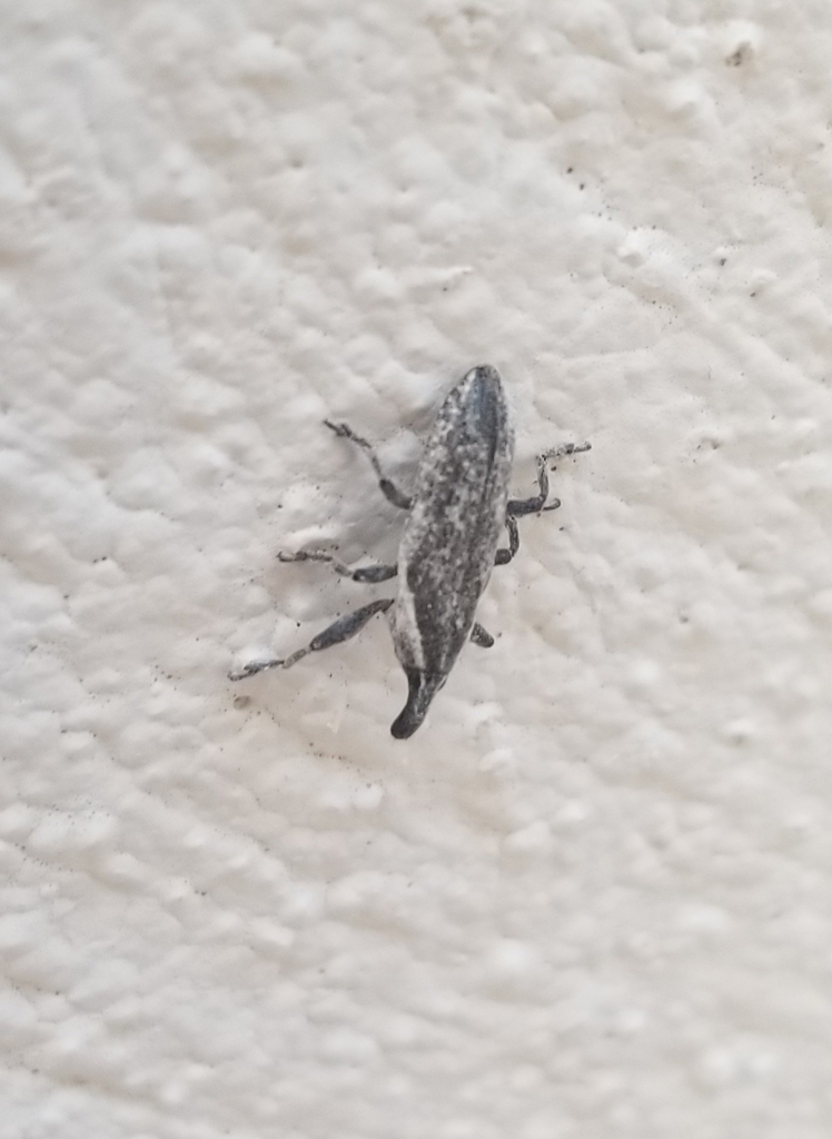 Lixini from 2FJ3+PM, Cholul, 97305 Mérida, Yucatan, Mexico on October ...