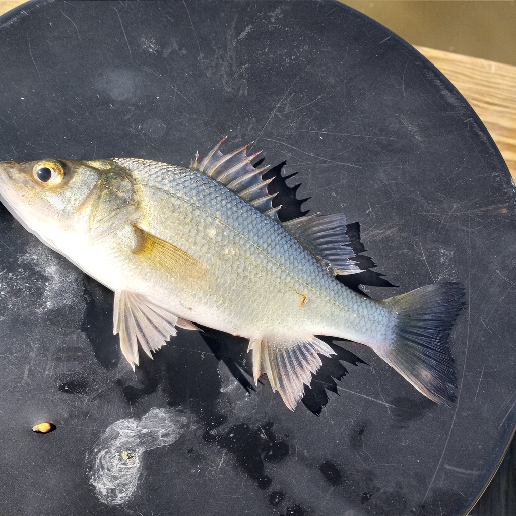 White Perch from Caroline County, MD, USA on October 23, 2023 at 01:52 ...