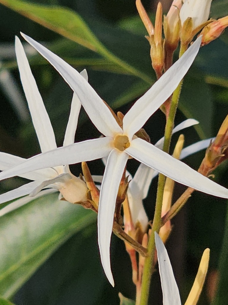 Baissea multiflora in October 2023 by Rob Palmer · iNaturalist