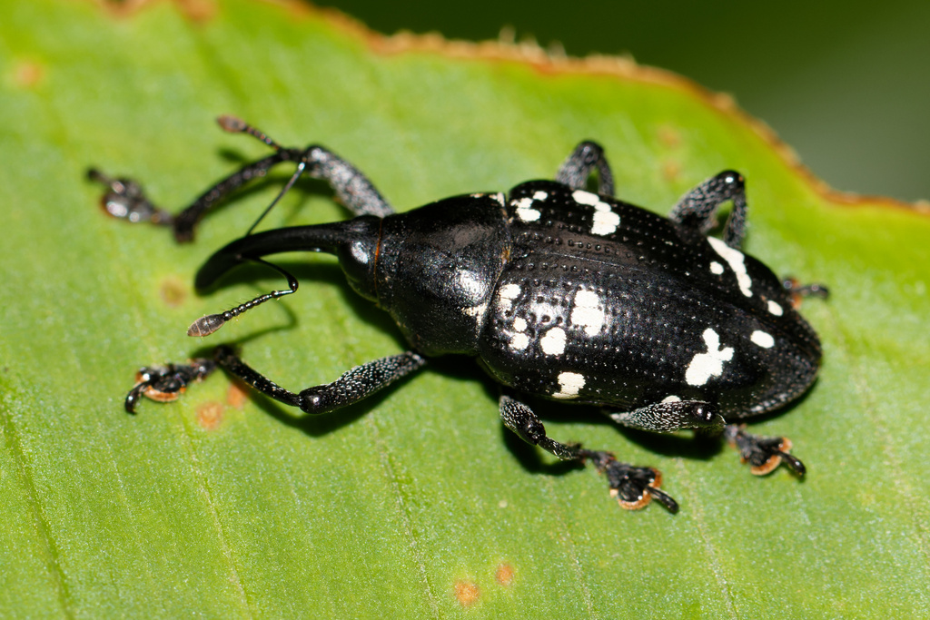 Cholus xanthospilus from Limón, Pococí, Costa Rica on August 18, 2023 ...