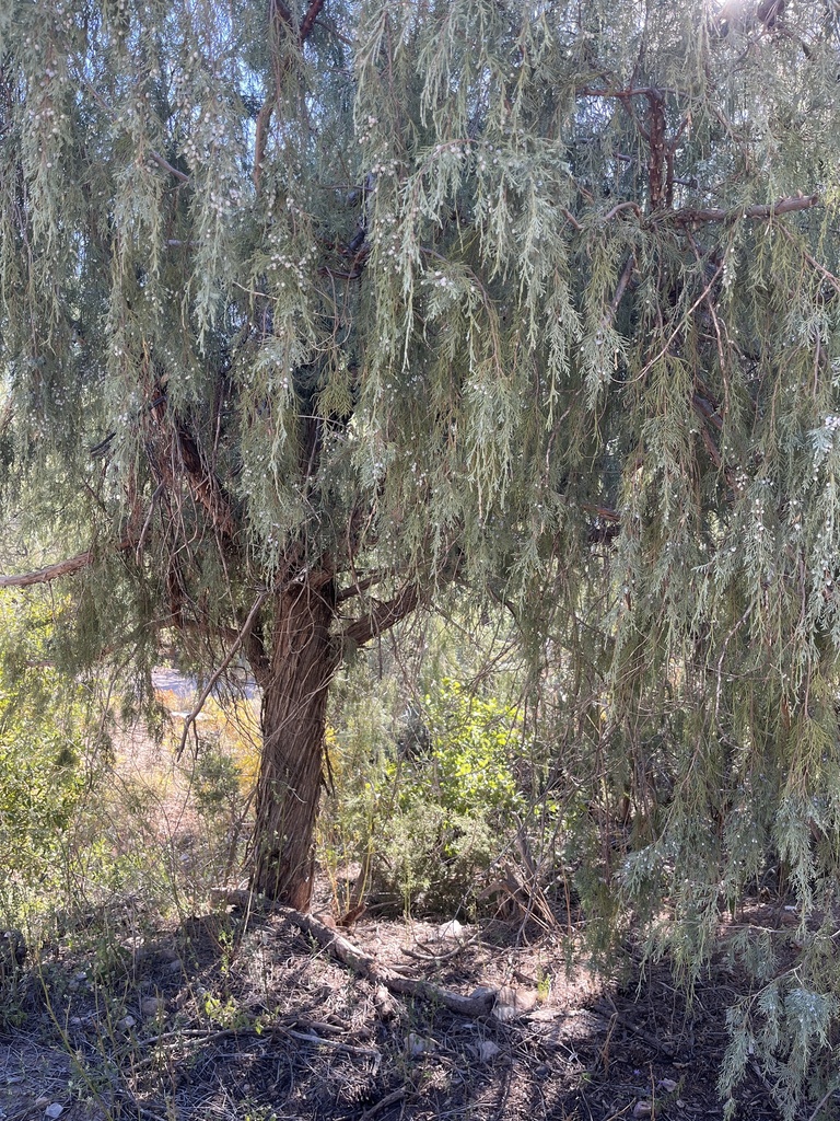 Rocky Mountain Juniper from Santa Fe National Forest, Jemez Springs, NM ...