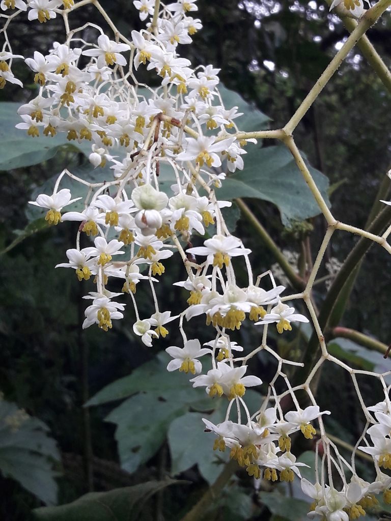 (Begonia parviflora) - Botanical Realm